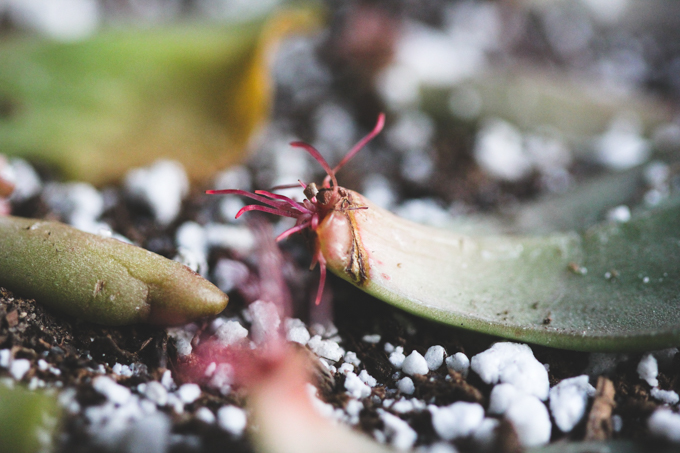 Propagating - an update! - THE DAINTY SQUID